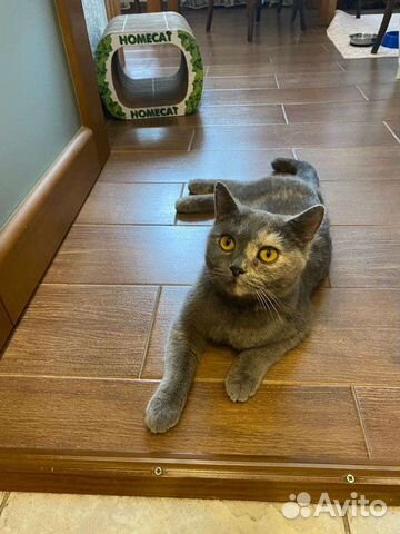 Шотландская