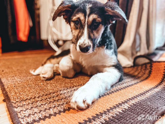 Собаки бесплатно в добрые руки щенки