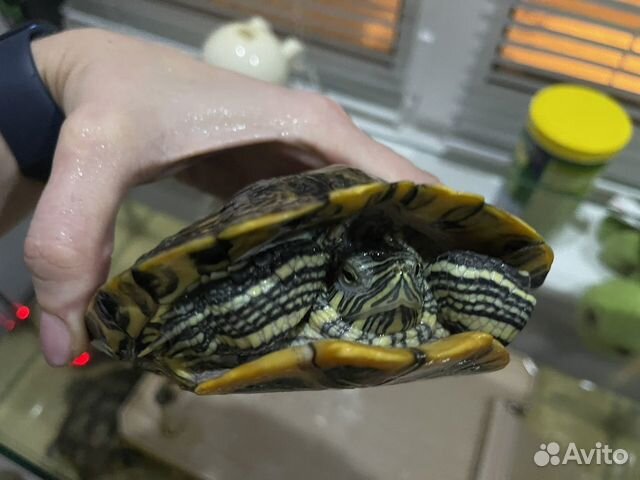 Красноухая черепаха