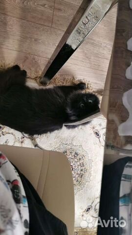Котик в добрые руки