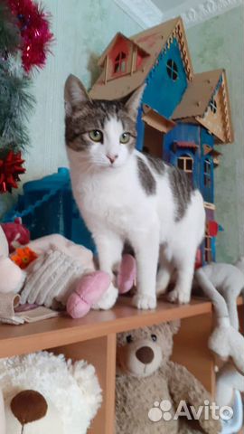 Котенок мальчик в добрые руки