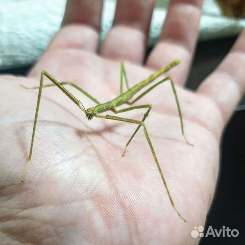 Аннамские палочники и parapachymorpha zomproi