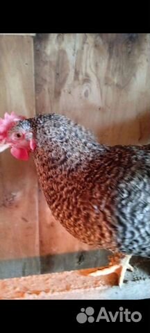 Инкубационное Яйцо