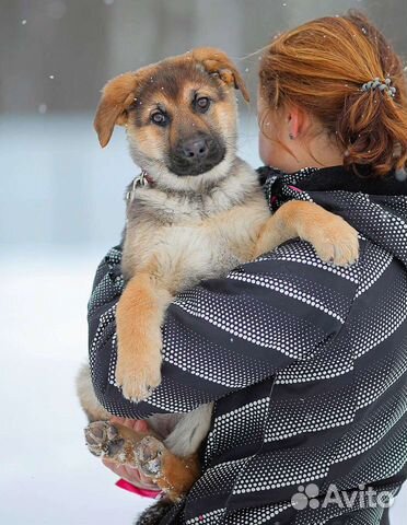 Щенок Чатта (девочка. 4,5 месяца) ждет свою семью