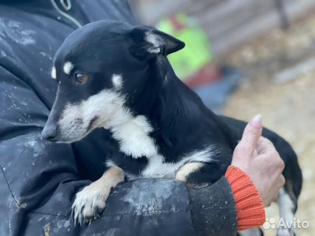 Отдаю маленькую собачку Эльзу 6 кг в дар