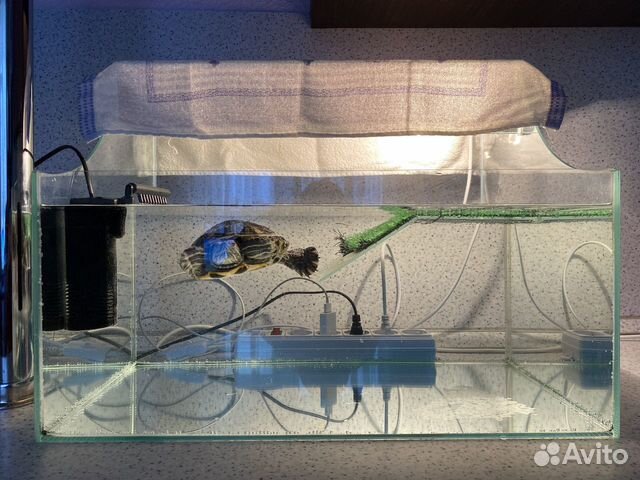 Аквариум с морской черепахой