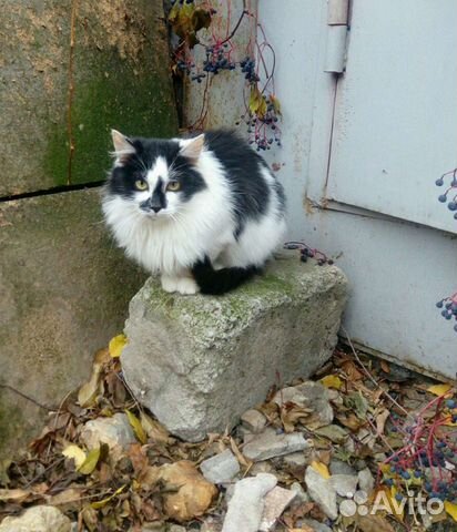 Кот Борька