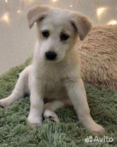 Щенки помесь с кавказцем