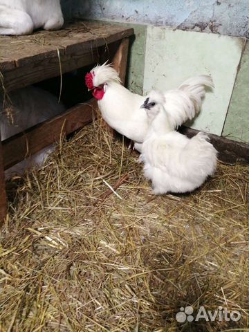 Китайская шёлковая пара