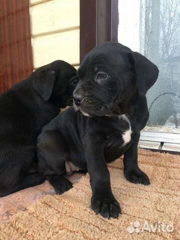 Щенки кане корсо