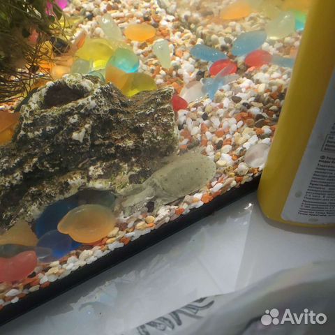 Черепаха водная