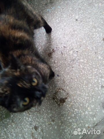 Котенок красивый