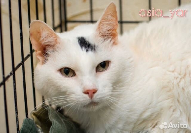 Кошка в добрые руки, умерла хозяйка