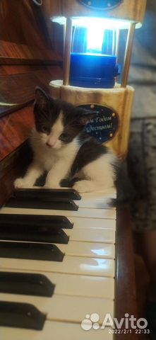 Котенок мальчик 1 мес