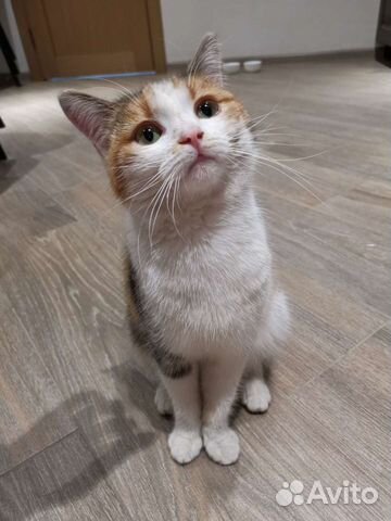 Найдена кошка