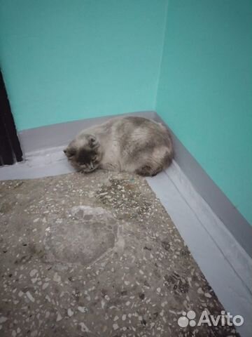 Котейки ищут новый дом