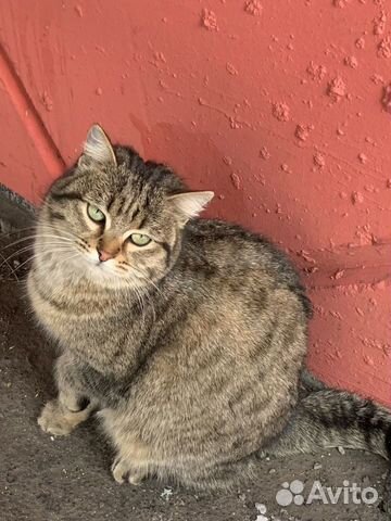 Булочка ищет дом