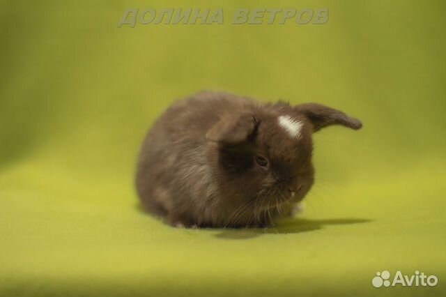 Обаятельные крольчата минилопы с белой отметиной