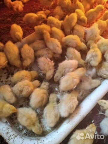 Перепела продажа