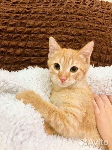 Рыжее чудо, котенок по имени Леденец в дар