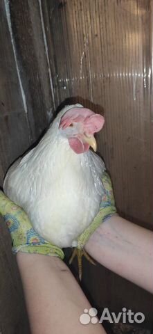 Инкубационное яйцо леггорн