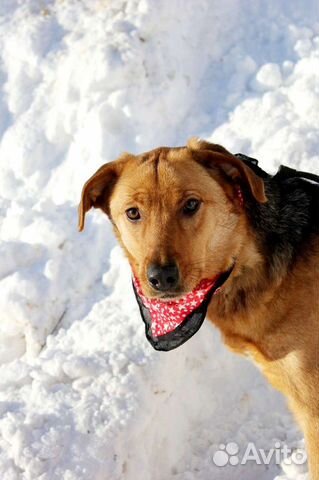 Помогите найти дом собачке