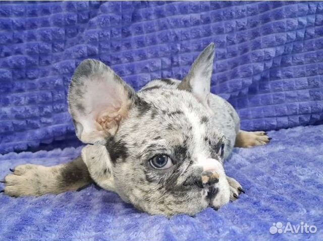 Евробоссик