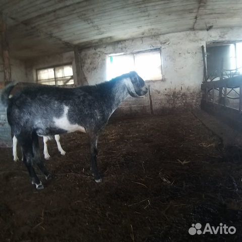 Коза нубийская