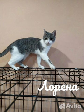 Кошка Лорена