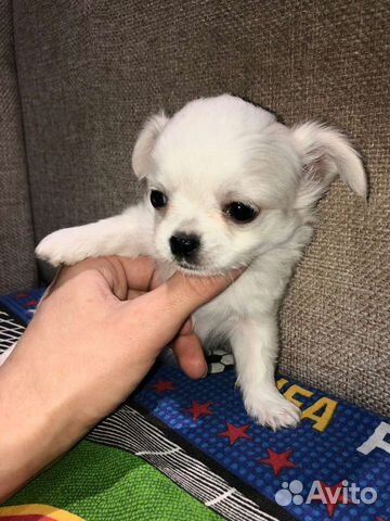 Малыш чихуа