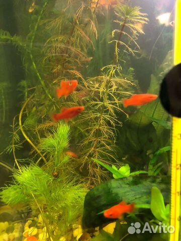 Аквариумные рыбы Мечиносцы - Пицелии