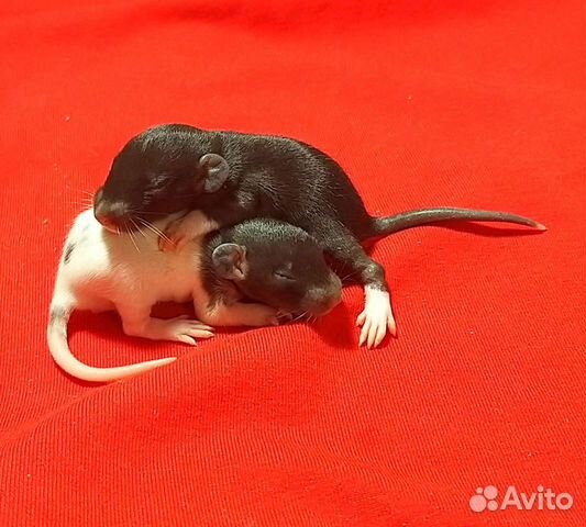 Крысята дамбо малыши от ratlove13.85