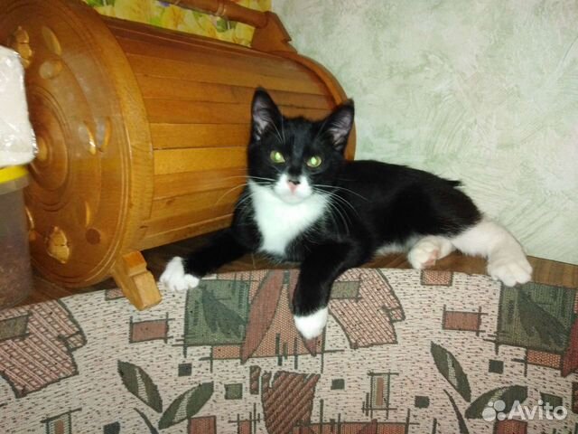 Молодой котик Том