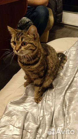 Кошка с приданым