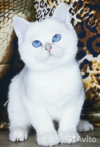 Котята окраса Шиншилла Пойнт