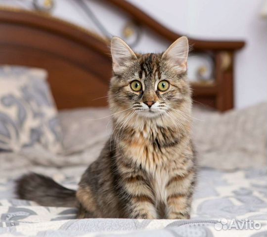 Стерилизованная Лиска