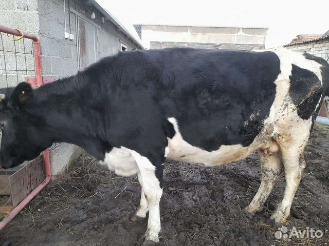 Корова на мясо