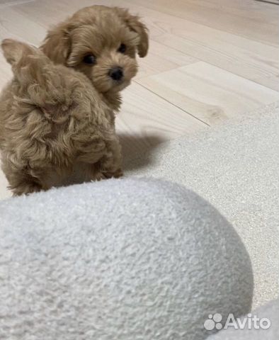 Мальтипу F1 mini Reserve