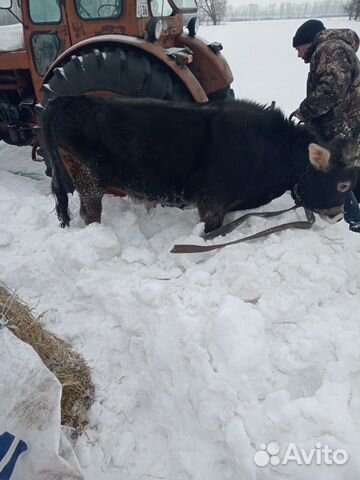 Телята бычки