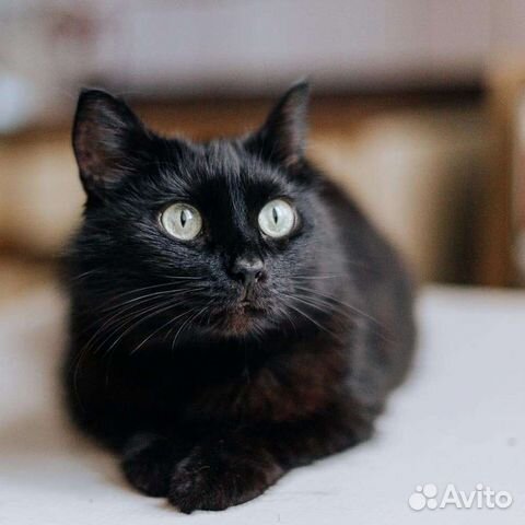 Уютная Шанечка