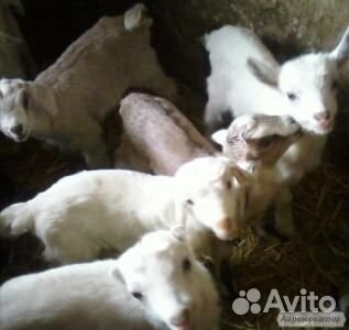 Продаются козлята