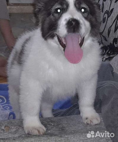 Среднеазиатская овчарка алабай сао