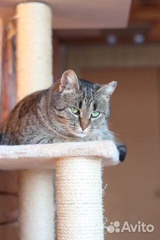 Табита Мисс Шпрот ждет свою семью, кошка в дар