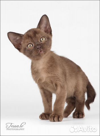 Элитный питомник европейской бурмы