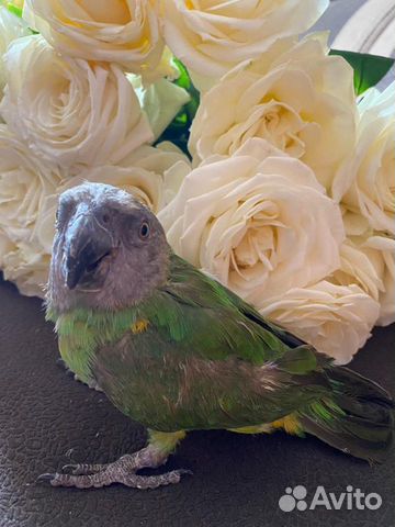 Сенегальские попугаи