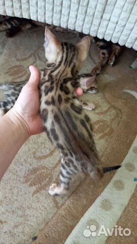 Бенгальские котята