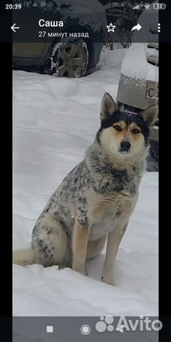 Собака бесплатно