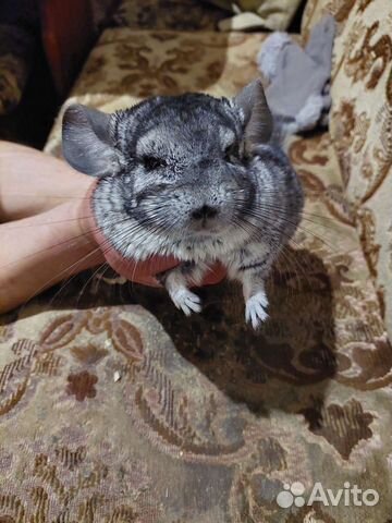 Шиншилла мальчик