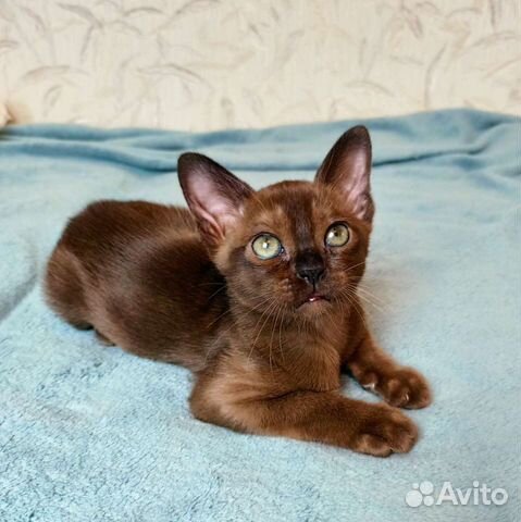 Бурманские котята