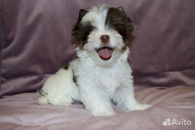 Бивер, биро, шоколадный йорк